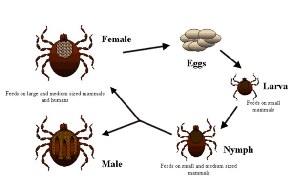 Problemi sa Krpeljima Koje Proljeće Donosi – Veterinarska Stanica Rudić